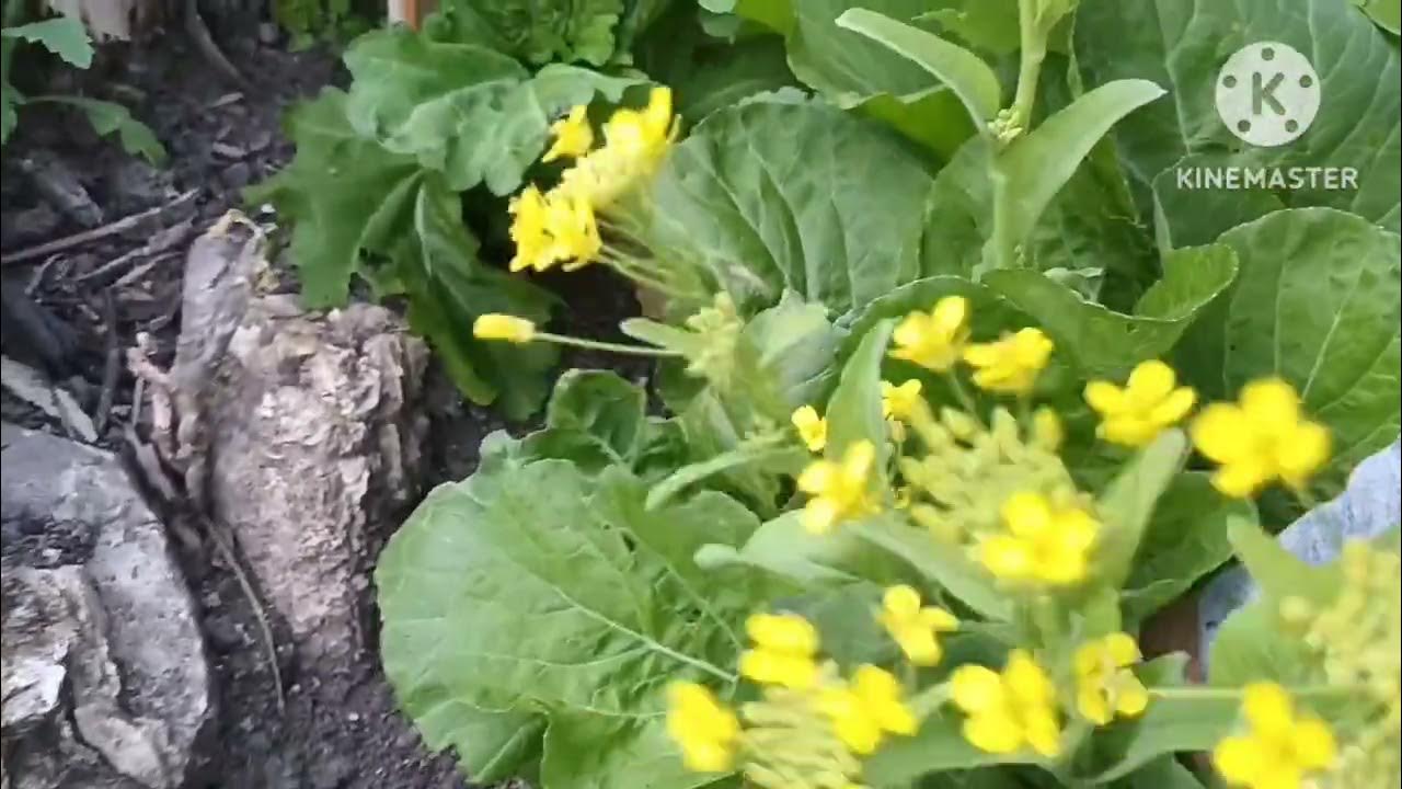 hnub no kuv rov mu de zaub os.15/12/2023 - YouTube