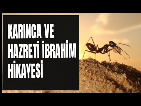 KARINCA VE HAZRETİ İBRAHİM HİKAYESİ