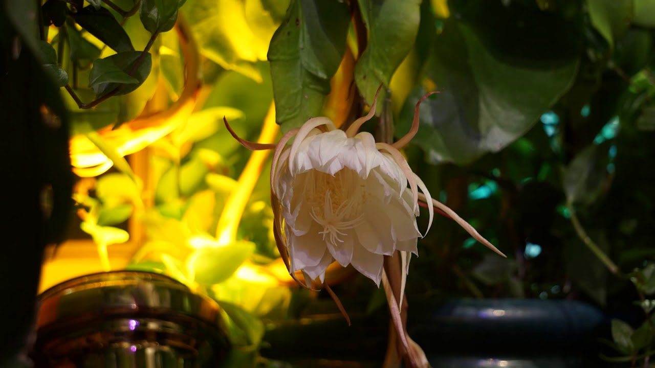 flower opening time lapse - YouTube