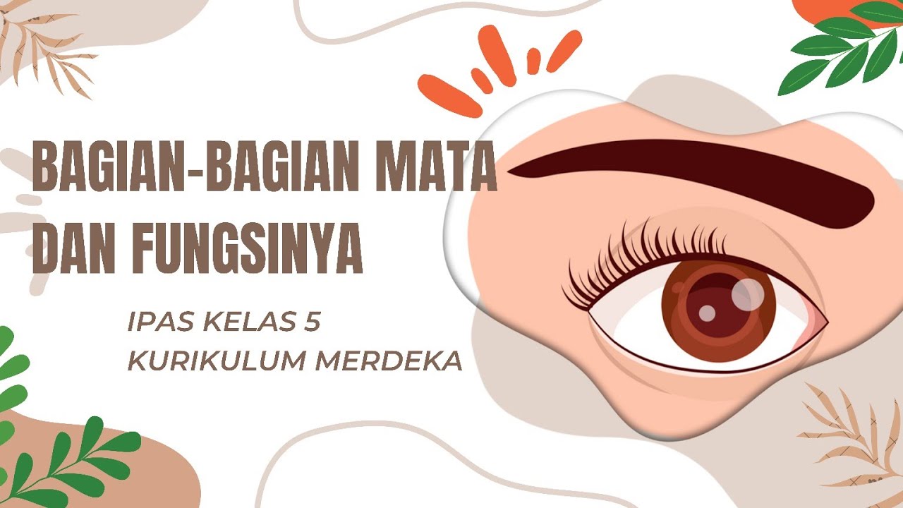Bagian-bagian mata dan fungsinya. IPAS Kelas 5 Kurikulum Merdeka - YouTube