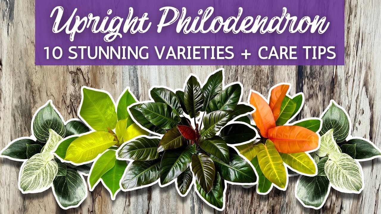 10 STUNNING Upright Philodendron Varieties | Self-Heading Philodendron ...