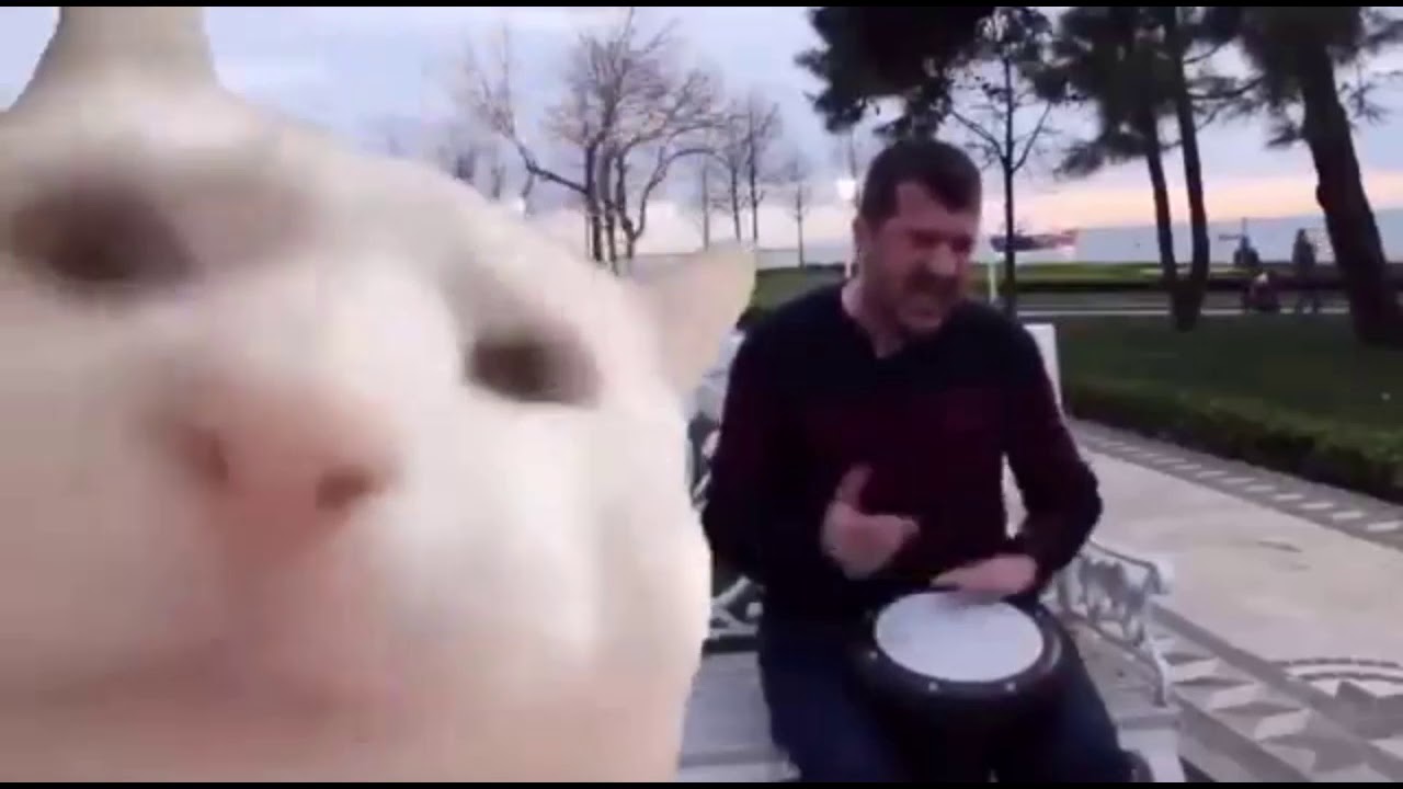 Cat Vibing To Ievan Polkka || 10 minutes Extended loop|| - YouTube