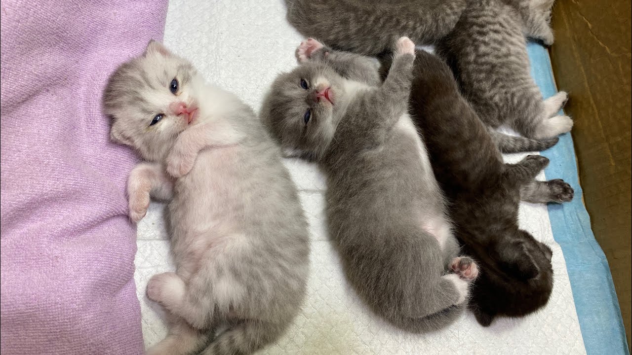 #Mèo Con Siêu Cute | Cat Relax - YouTube