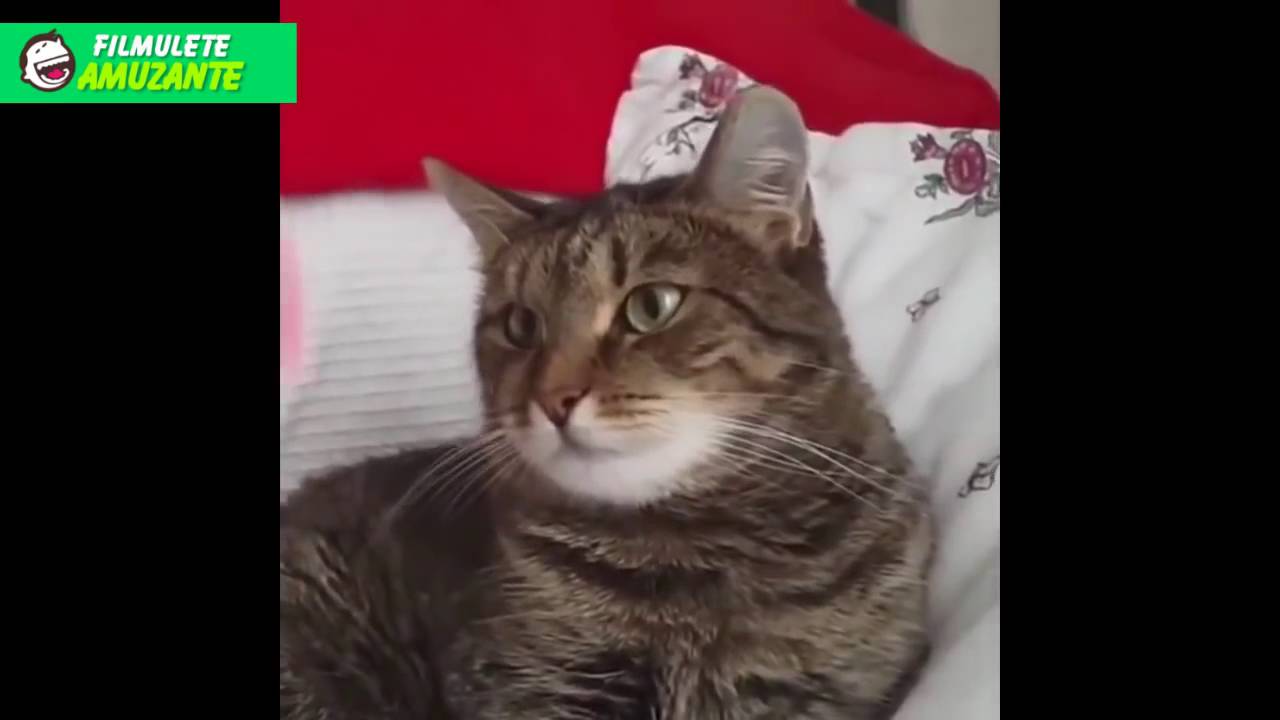 Faze tari cu filmulete haioase Mori de ras 2016! - YouTube