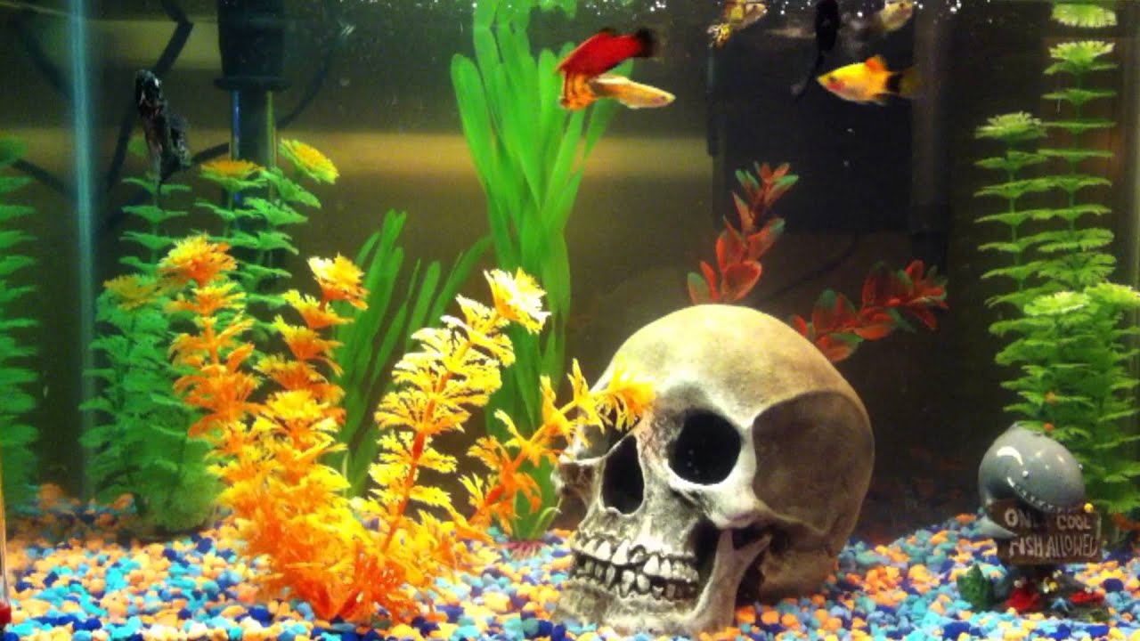 Aquatic Community - YouTube