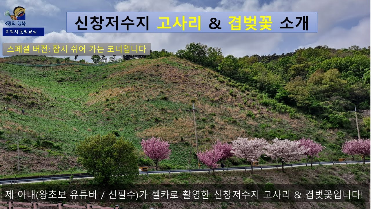 신창저수지동영상고사리와 왕벚꽃 Youtube