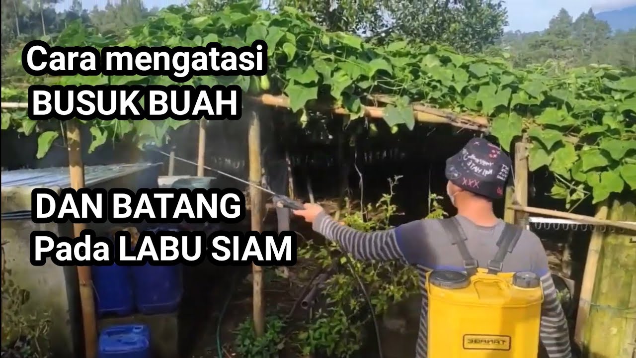 cara mengatasi busuk buah dan batang pada labu siam ( kebun labu siam ...