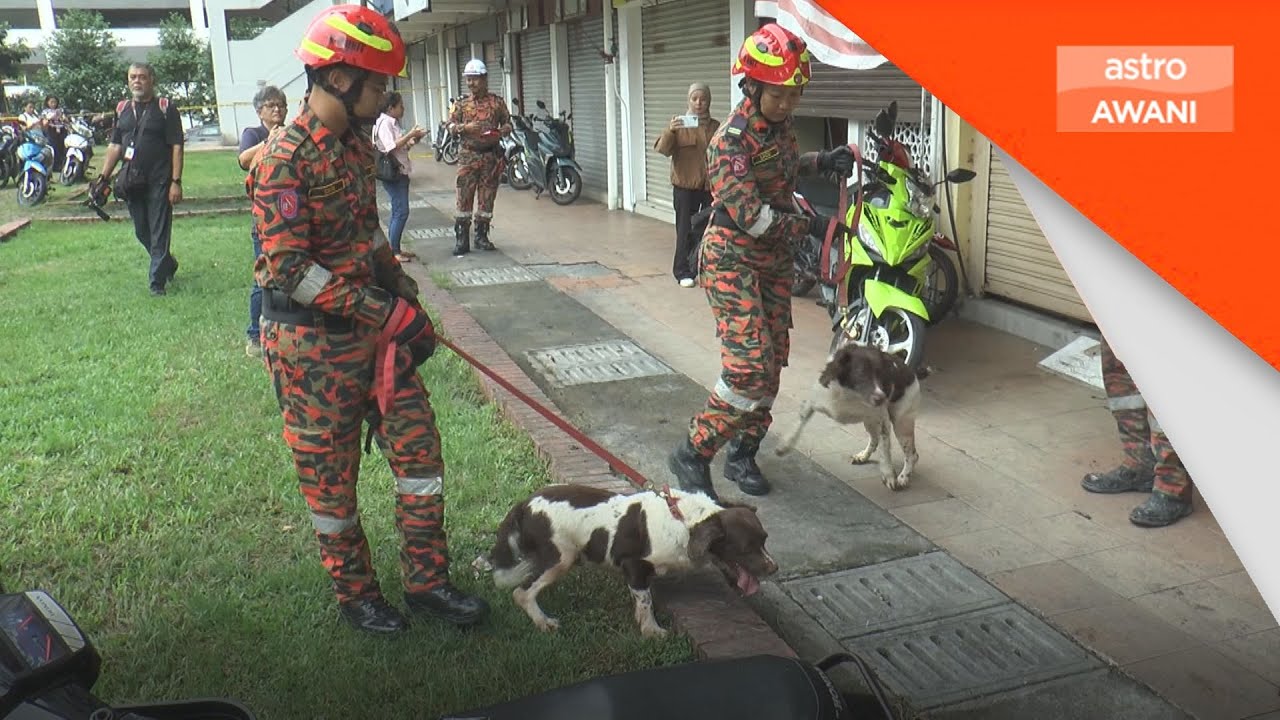 Anjing pengesan Jim, Woody dibawa periksa tingkat 17 - Bomba - YouTube