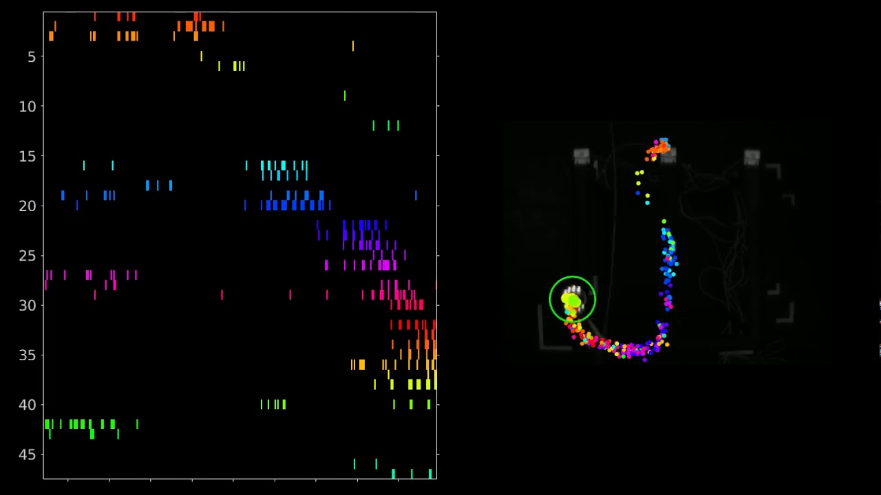 Uncovering the Neural Basis for Hypothetical Thinking in Rats - YouTube