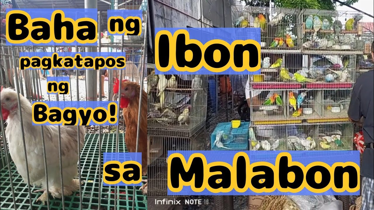 Ibon ba hanap mo? Dito sa Malabon Palengke ng Ibon! - YouTube