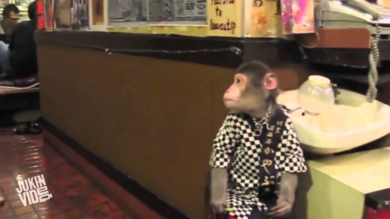 Multi-talented Monkey Server - YouTube