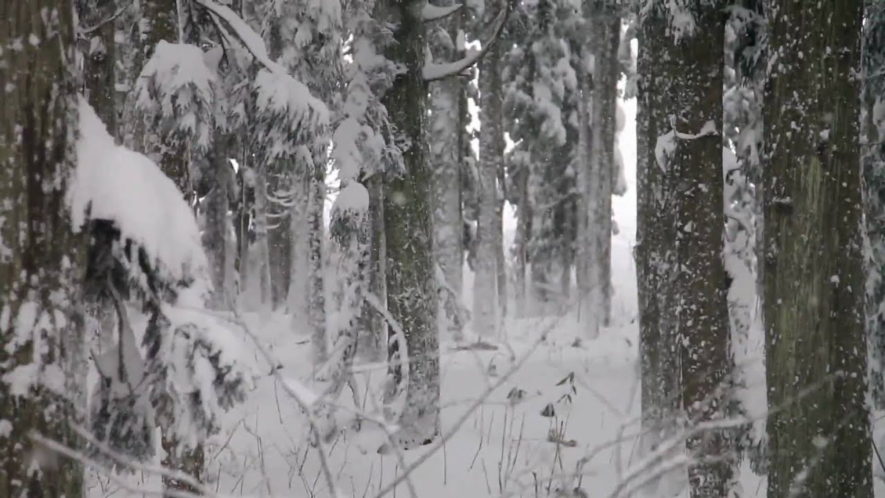 Snowy Urasa - YouTube