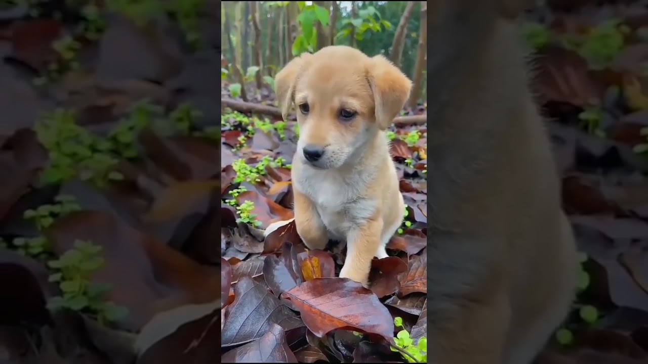 CUTE LITTLE PUPPY 🤩🤩🤩 ||| Shorts ||| cute little puppy shorts ||| Just ...