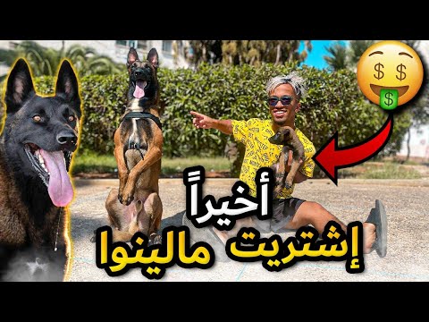 أول كلب مالينوا غن ربيه فحياتي سميتها بلباو🐶