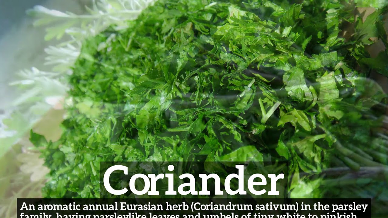 How To Say Coriander In English What Is Coriander How Does how-to-say-coriander-in-english-what-is-coriander-how-does