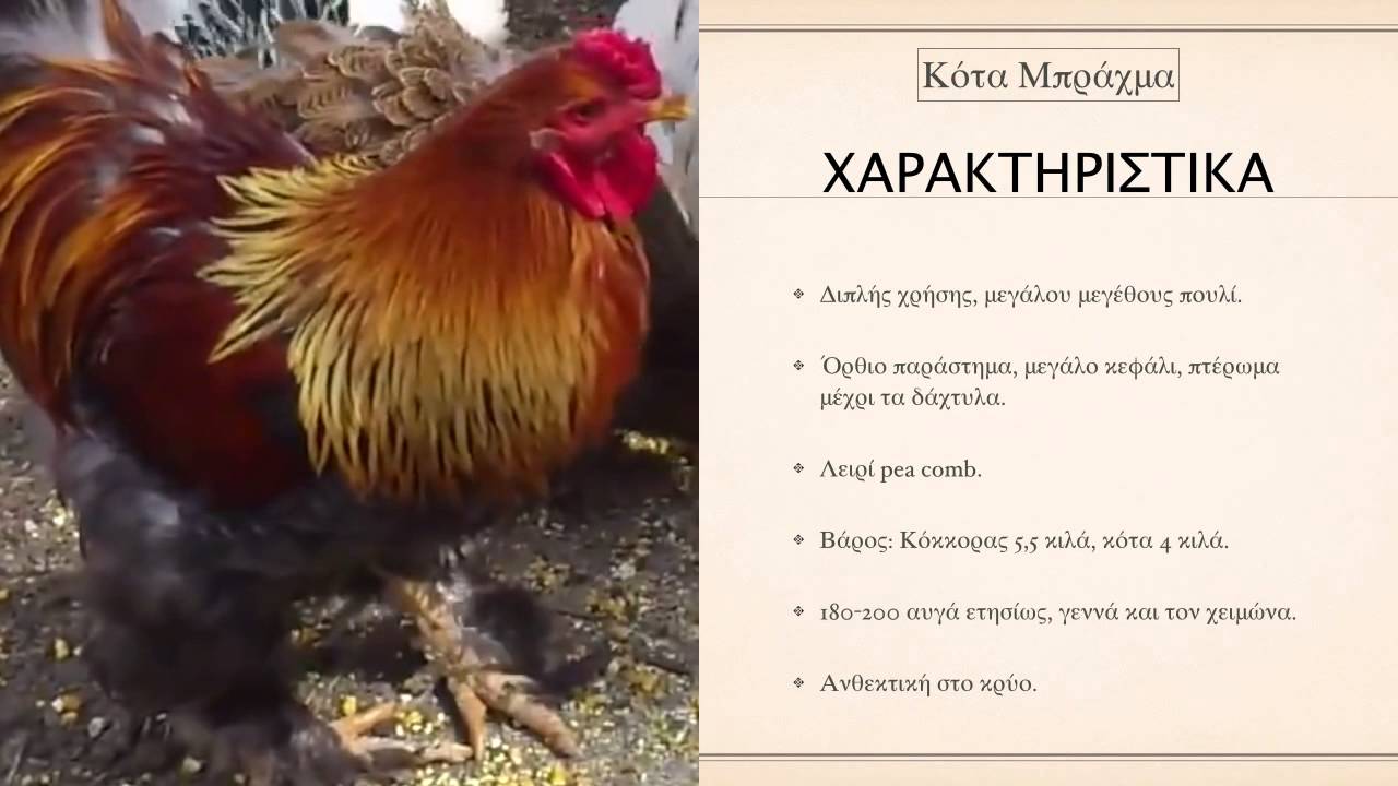 Η κότα ράτσας μπράχμα - YouTube
