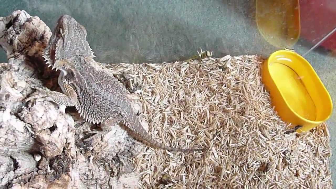 Boris Our Baby Bearded Dragon (Pogona vitticeps) Feeding - YouTube