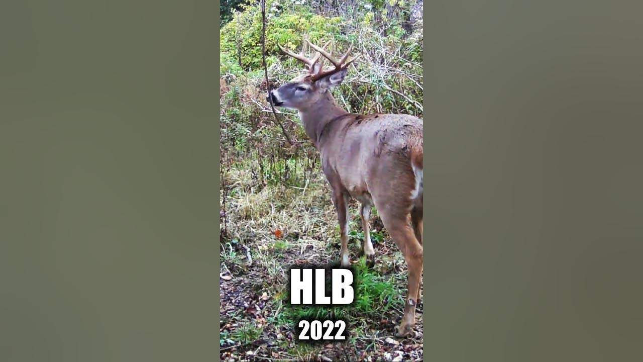 HLB 2022 #shorts - YouTube