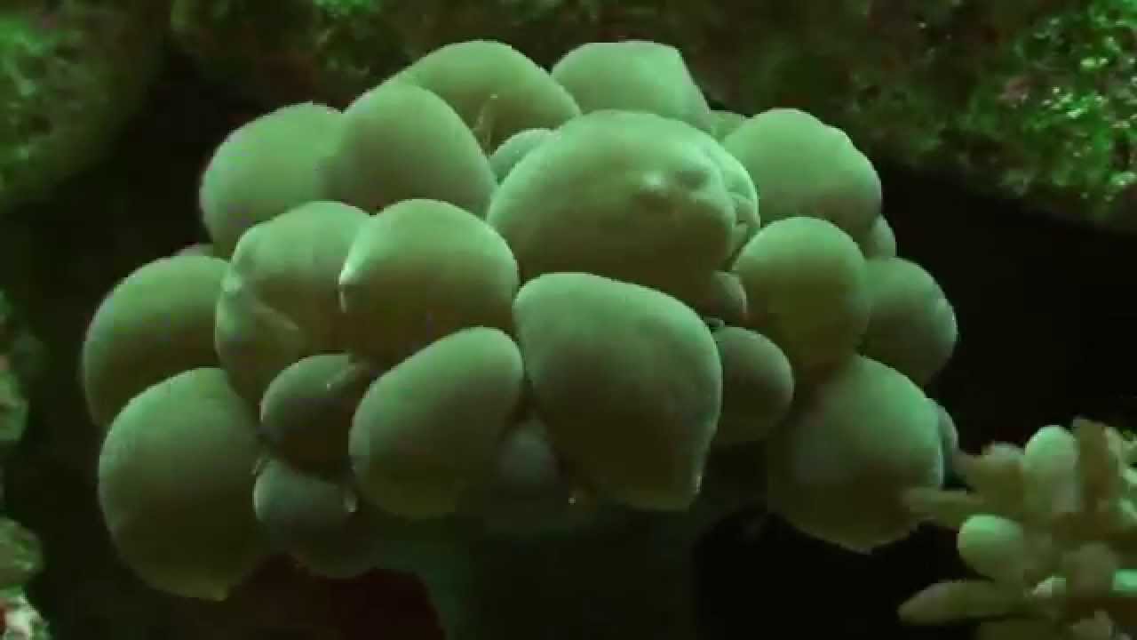 CORAL OPENING COMPILATION - TIME LAPSE - YouTube