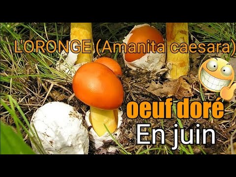 L'oronge (Amanita caesara) est un champignon rare et magnifique qui ...