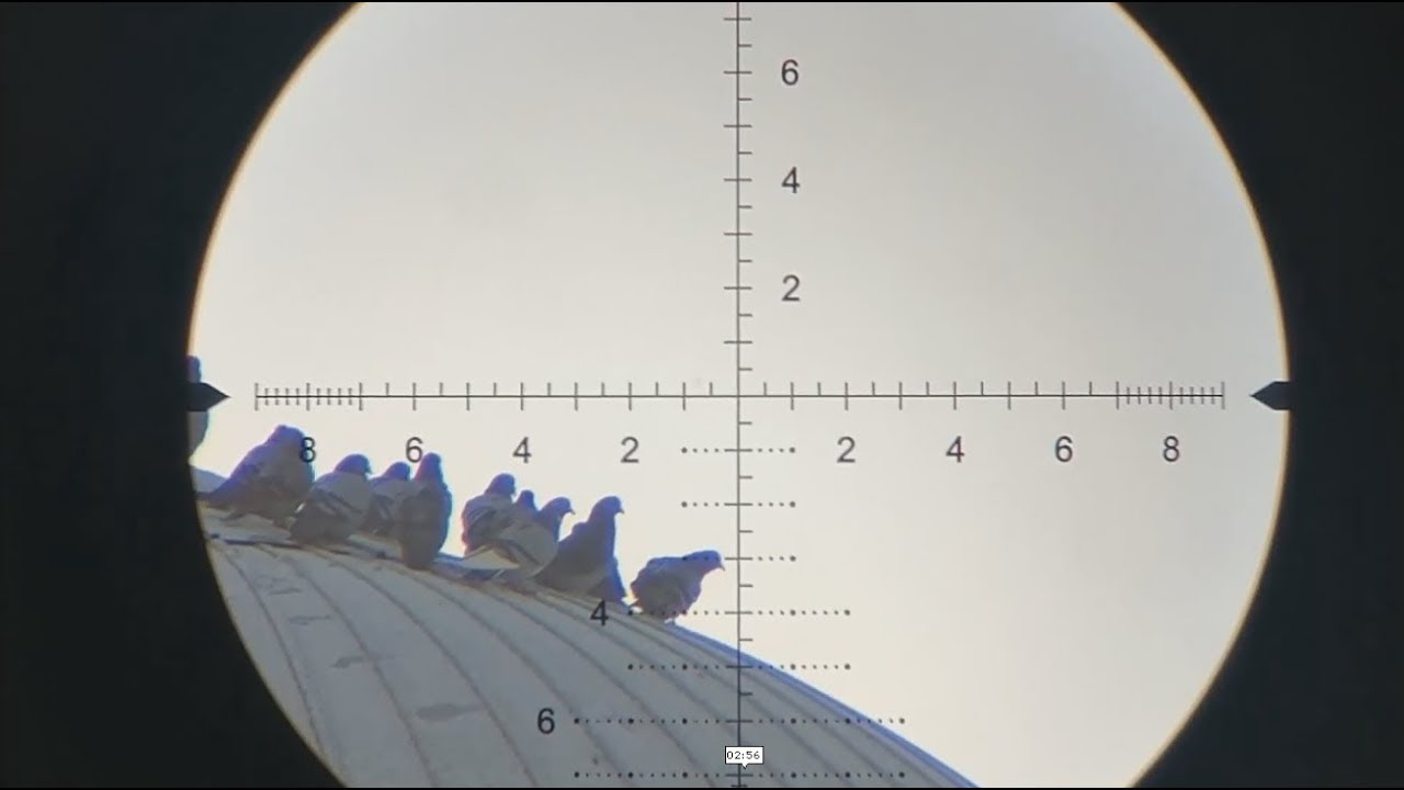 Long range Air Rifle Silo shooting - feral pigeons (HUNTING/SHOOTING ...