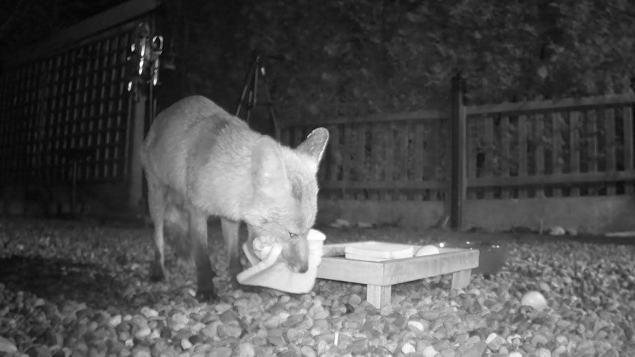 Treating foxes for mange, starting with this adorable mummy fox who has ...