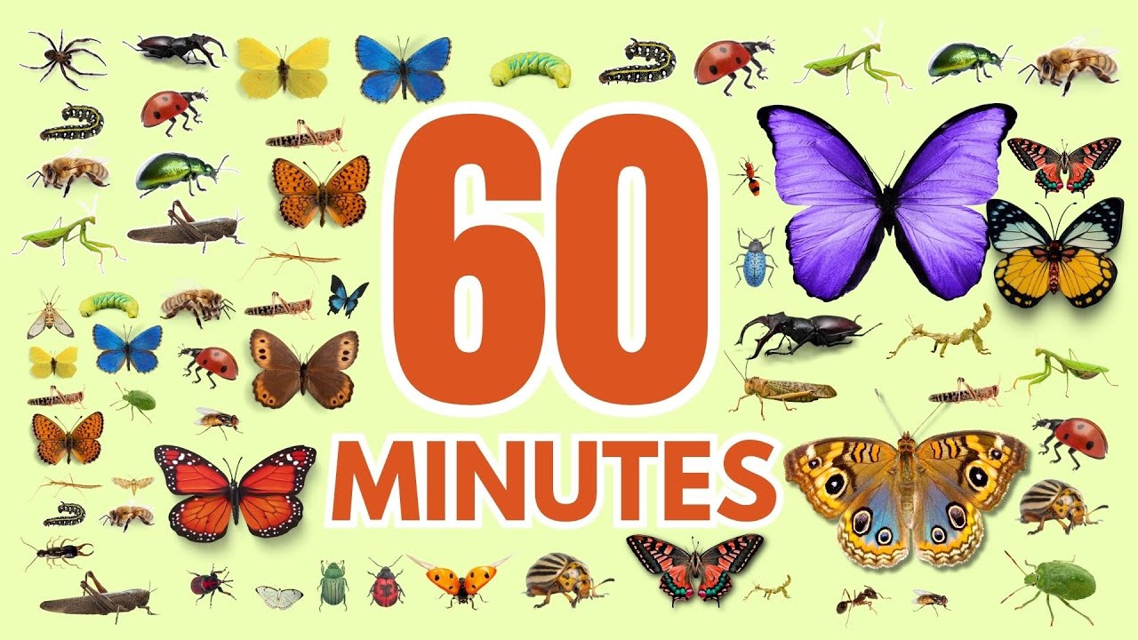 60 Minutes Learn Bug Names In English For Everybody - YouTube