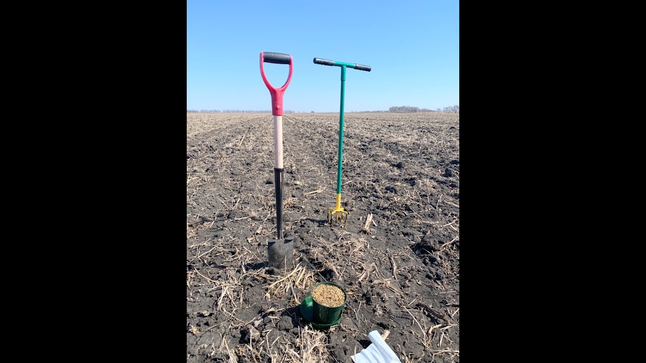 Bait Trapping for Wireworms - YouTube