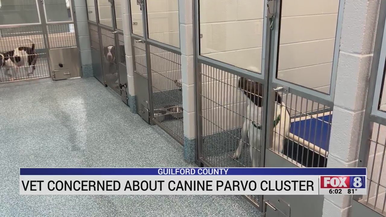 Outbreak of highly contagious dog virus identified in High Point - YouTube