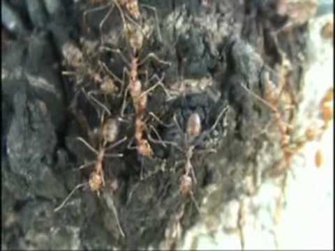 Wild Oecophylla smaragdina (Weaver Ants) in Philippines, Asia