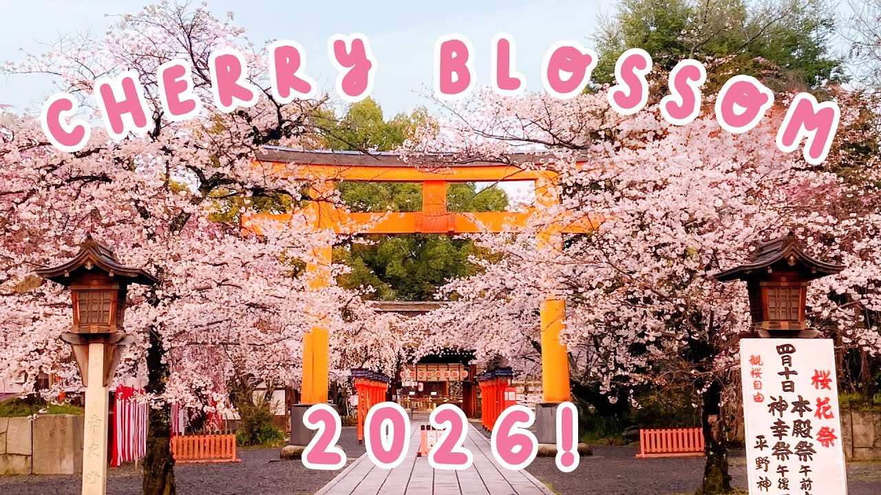 Where to See Japan's Best Cherry Blossom 2026! 🇯🇵 KYOTO SPECIAL 🇯🇵 ...