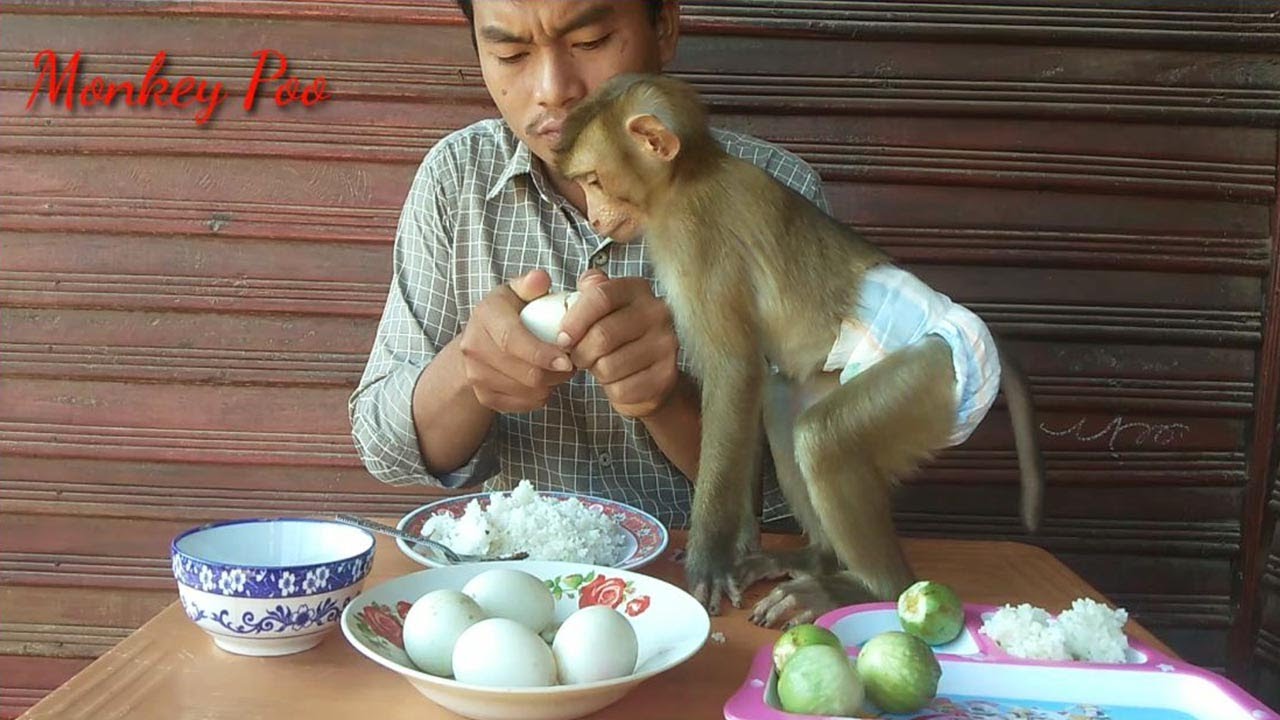 Baby Poo Love Eggs, Poo Eating Eggs With Daddy. - YouTube