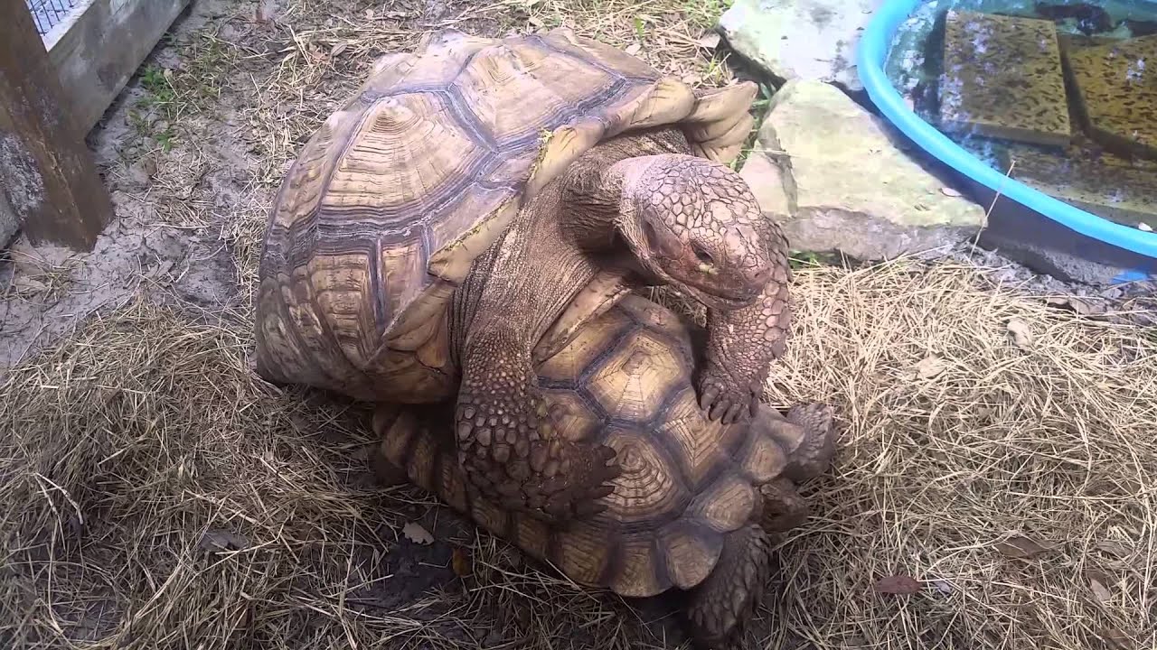 Huge Tortoises Mating ORIGINAL - YouTube