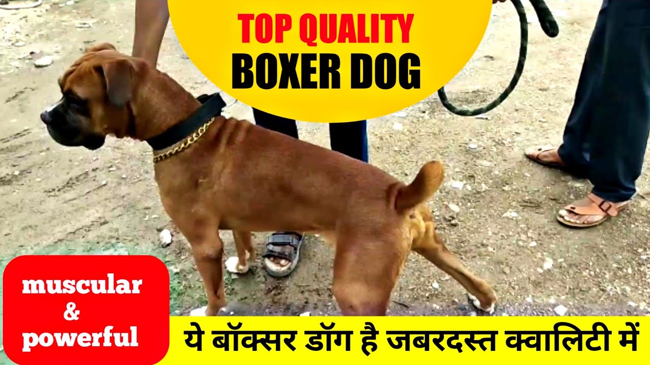 Boxer adult dog superb quality & muscular | friendly and full active ...