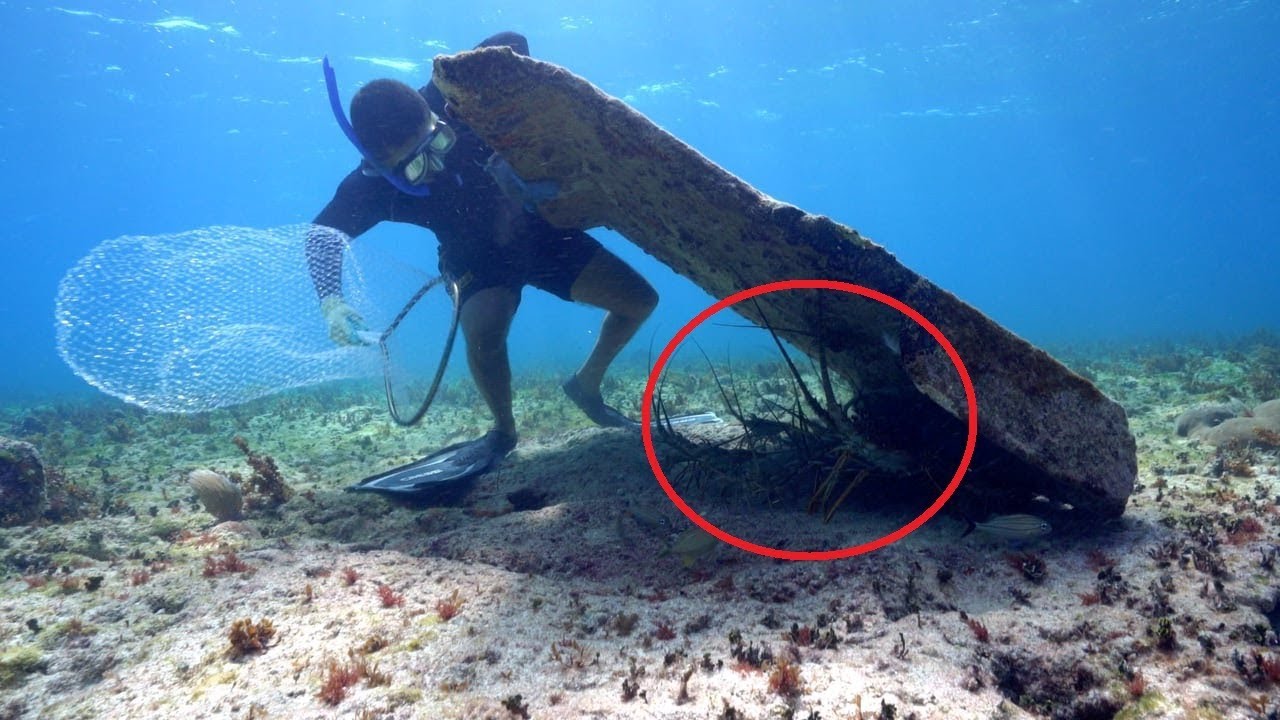 Most ELUSIVE Sea Creatures - YouTube