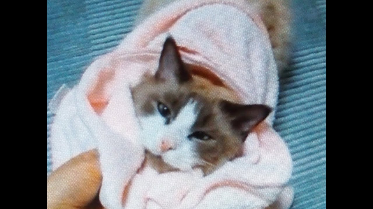 猫の拭き拭き ラグドールのコハク君 wipie-wipie : Ragdoll cat Kohaku. - YouTube