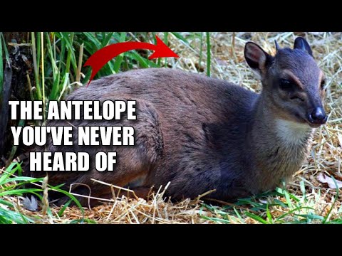 Blue Duiker Facts: the SMALLEST Antelope? | Animal Fact Files