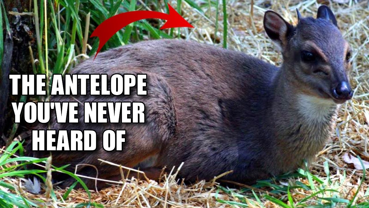 Blue Duiker Facts: the SMALLEST Antelope? | Animal Fact Files - YouTube