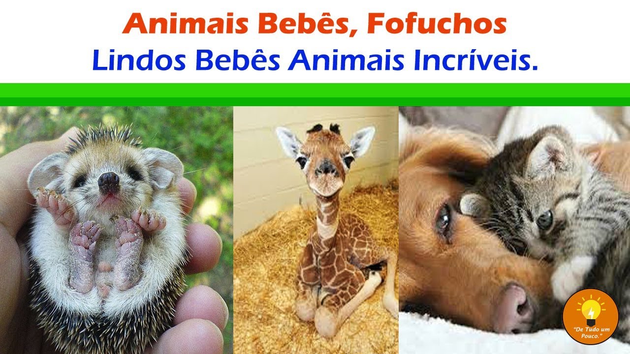 Animais Bebês Muito Fofuchos - YouTube