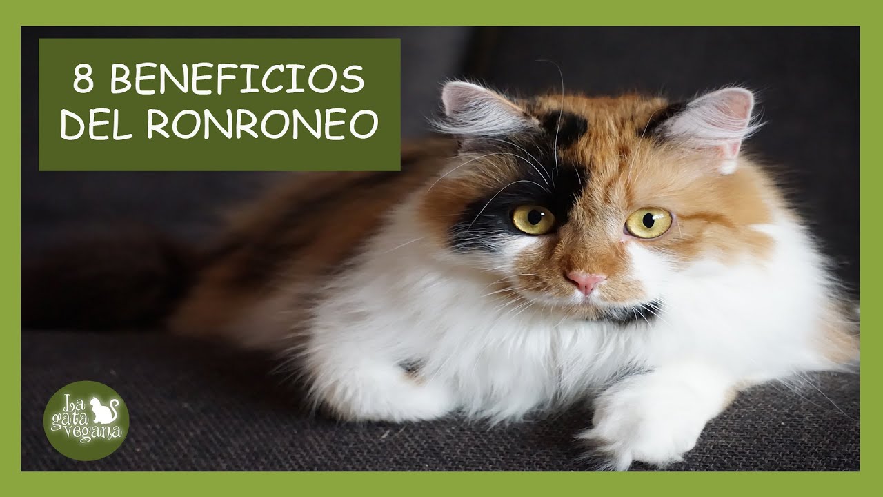 8 BENEFICIOS DEL RONRONEO DE LOS GATOS PARA LOS HUMANOS | EFECTOS DE LA ...