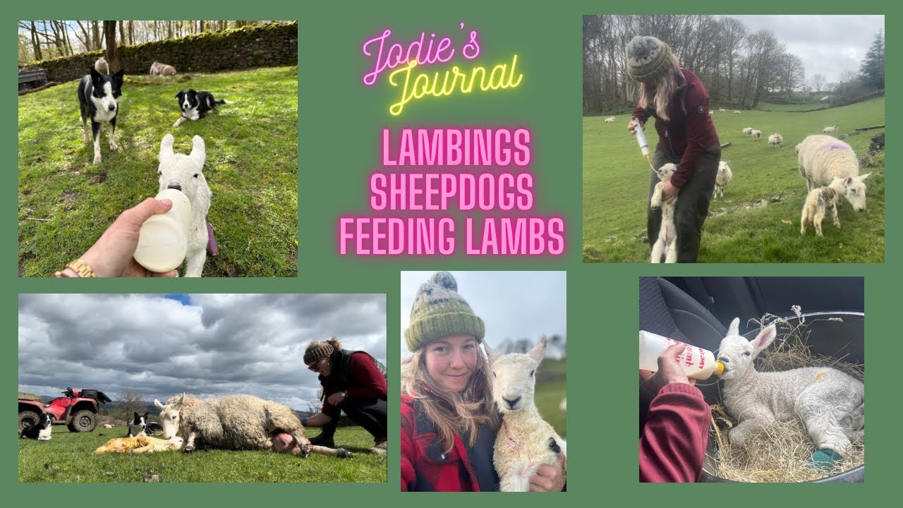 Assisting a breech lambing | tubing feeding & tailing lambs 🍼| Jim and ...