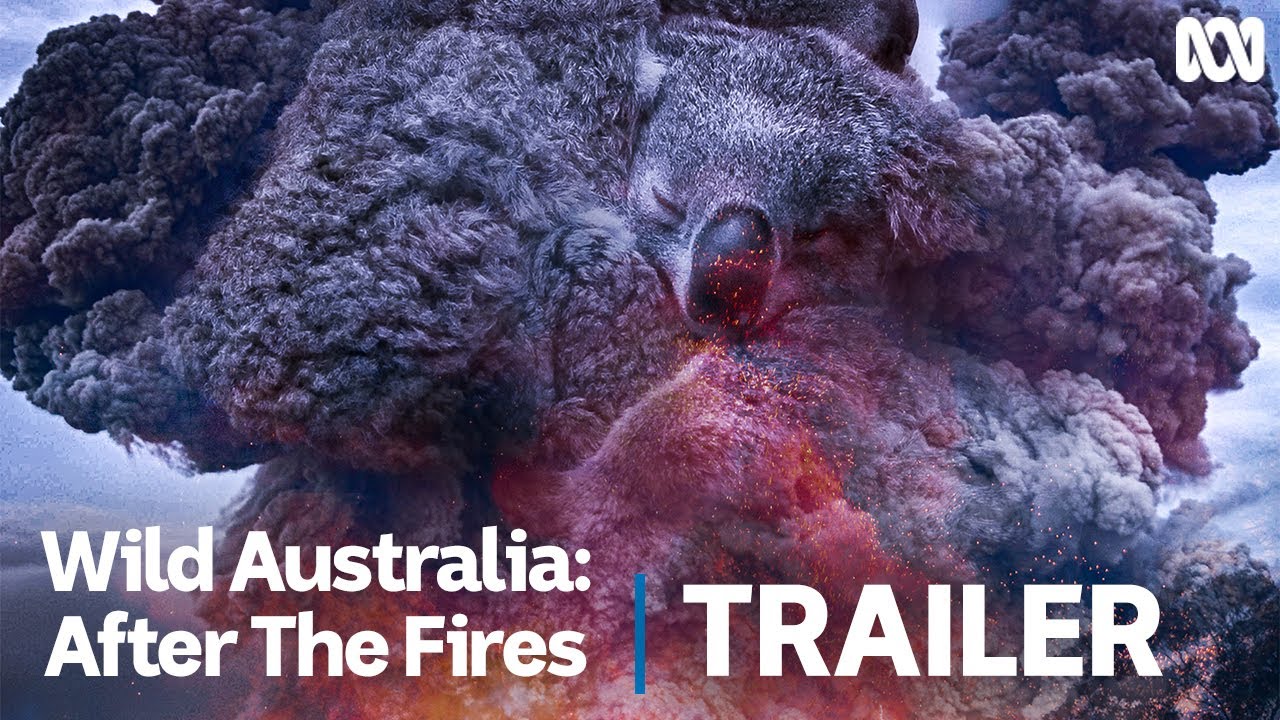 Wild Australia: After the Fires | Official Trailer - YouTube