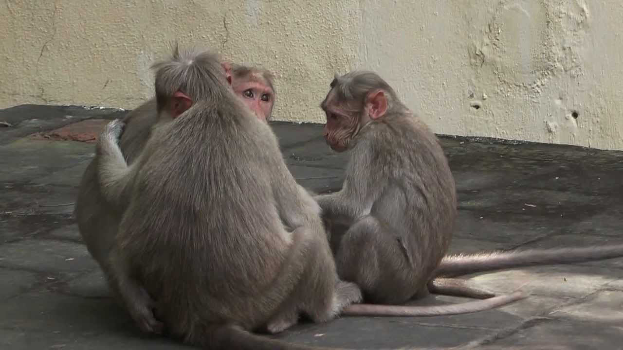 Monkeys / Apes in India / Indien - YouTube