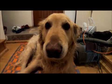 Golden Retriever eat supper. Test GoPro8 . Golden Retriever je kolacje ...
