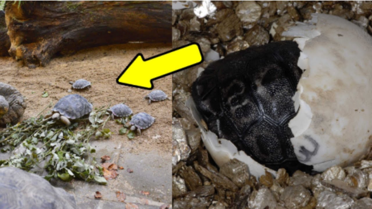 THIS 80-YEAR-OLD TORTOISE STUNNED KEEPERS WHEN SHE PULLED THE MOST ...