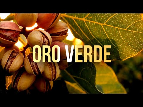 Pistacia Vera. El Fruto Milenario de los Reyes. Documental Inmersivo