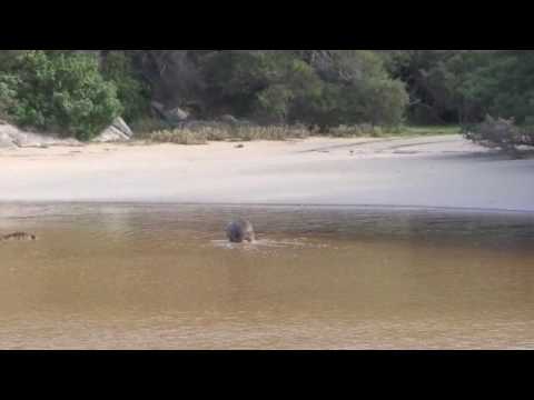 Swimming Wombat - YouTube