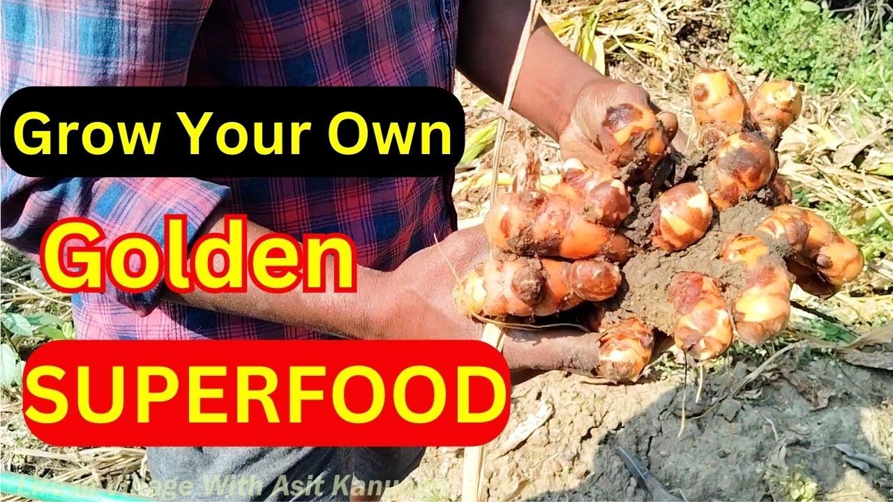 Harvesting Turmeric the Right Way: Tips & Tricks for Maximum Yield ...