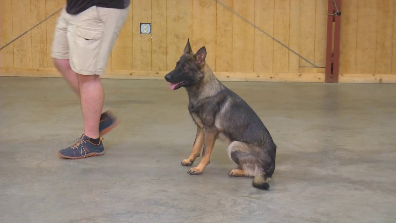 WOW!! Beautiful Sable German Shepherd "Zach" Super Dog Obedience ...