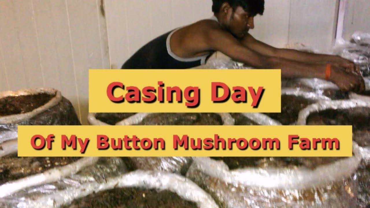 Casing Day | Hi Tech Button Mushroom Farm | Mushroom Farming - YouTube